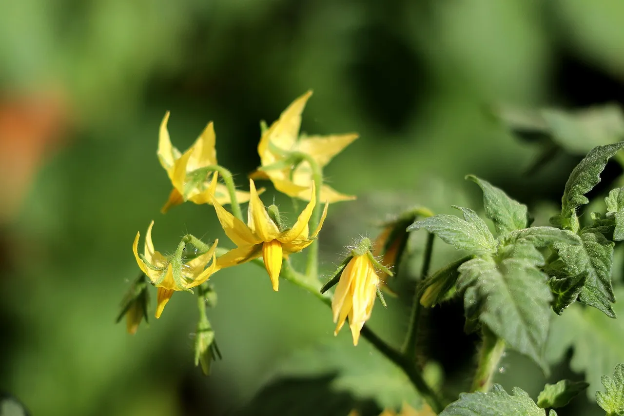 10 common soil mistakes that are quietly stunting your tomato plants