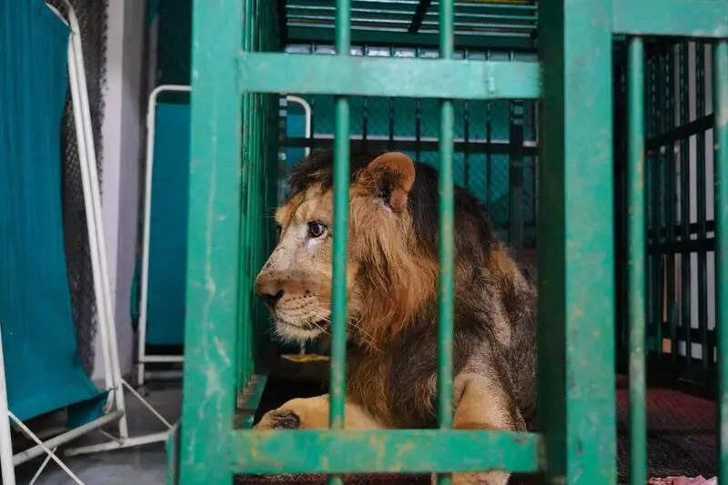 Mumbai lion found infected by sores & partial paralysed