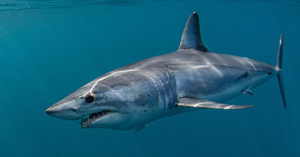 The ancient shark with a fin unlike anything alive today