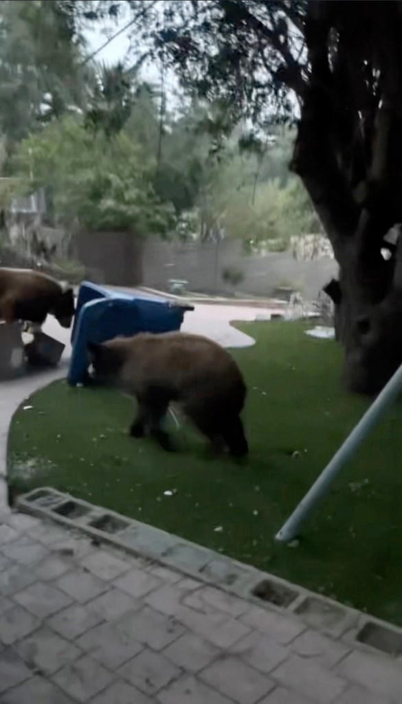 Huge bear family causes chaos outside SoCal home