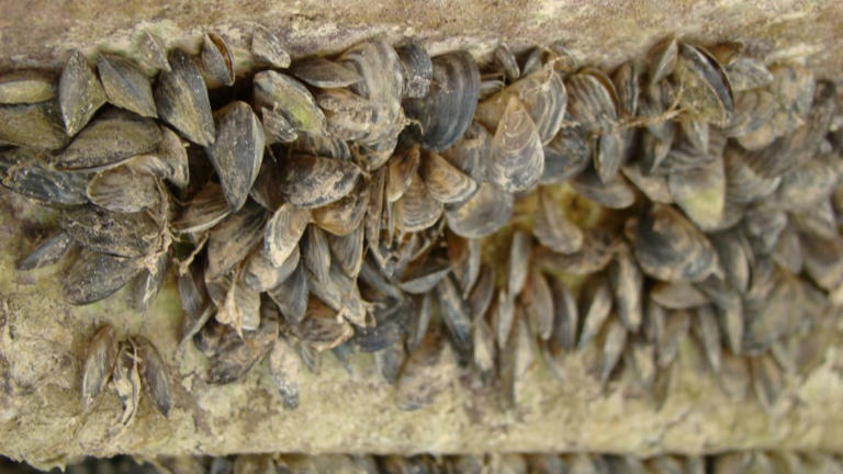 Utah inspects over 8,000 boats for invasive quagga mussels over ...