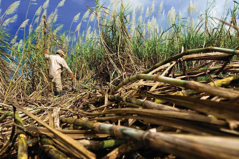 Sugar prices retreat as crude oil slumps