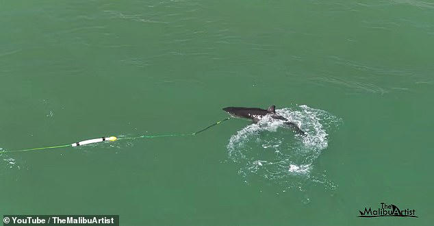 Filmmaker gets too close for comfort as great white shark bites his ...