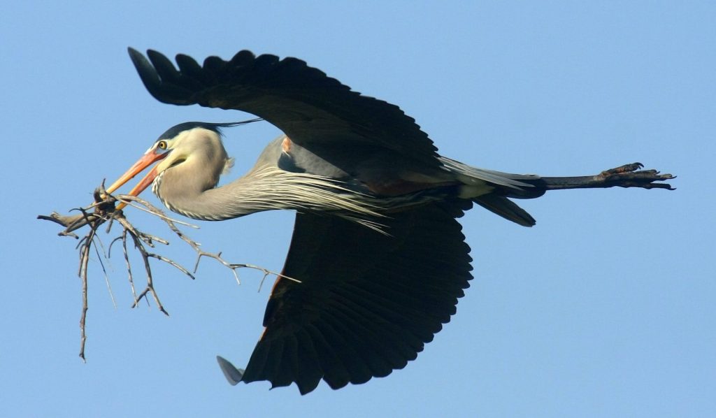 Why wild animals keep raising their babies near human homes