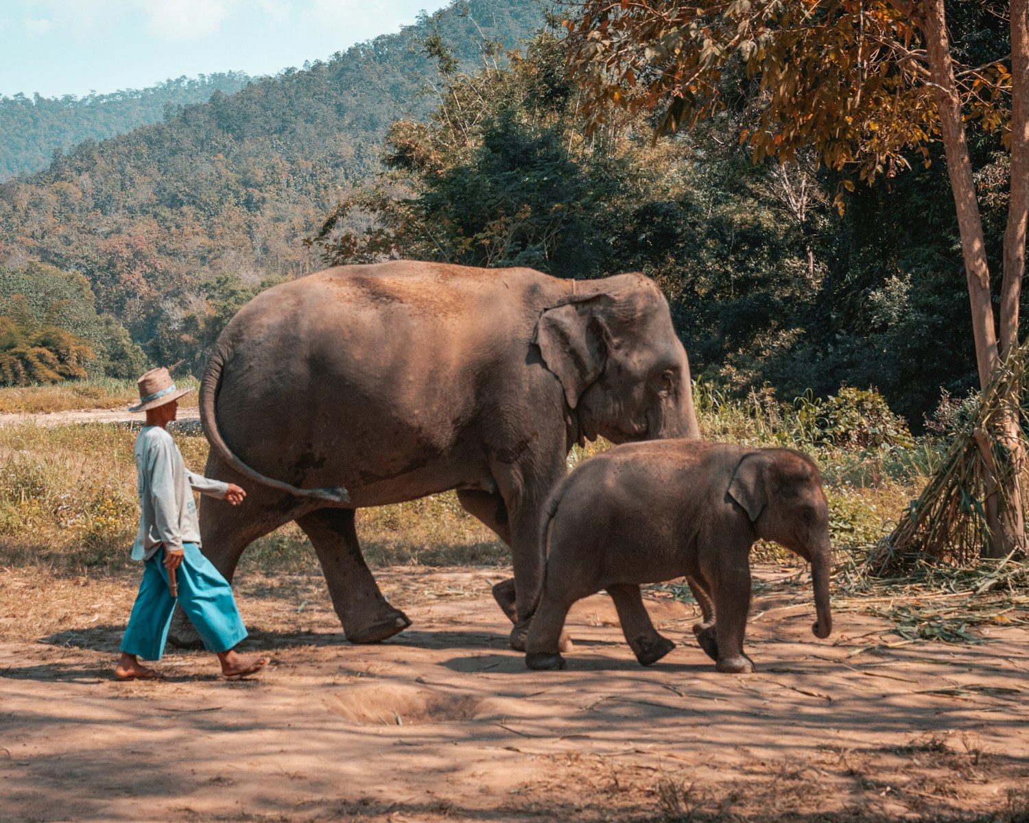 Animals that sought help and were met with unexpected kindness in return