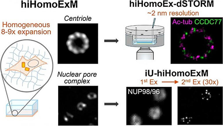 Single-step 8-9x expansion reveals nanoscale centrioles without ...