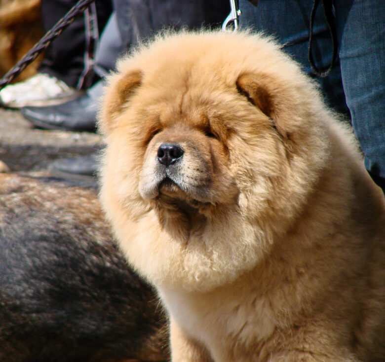 These 10 dogs will cover your home in fur