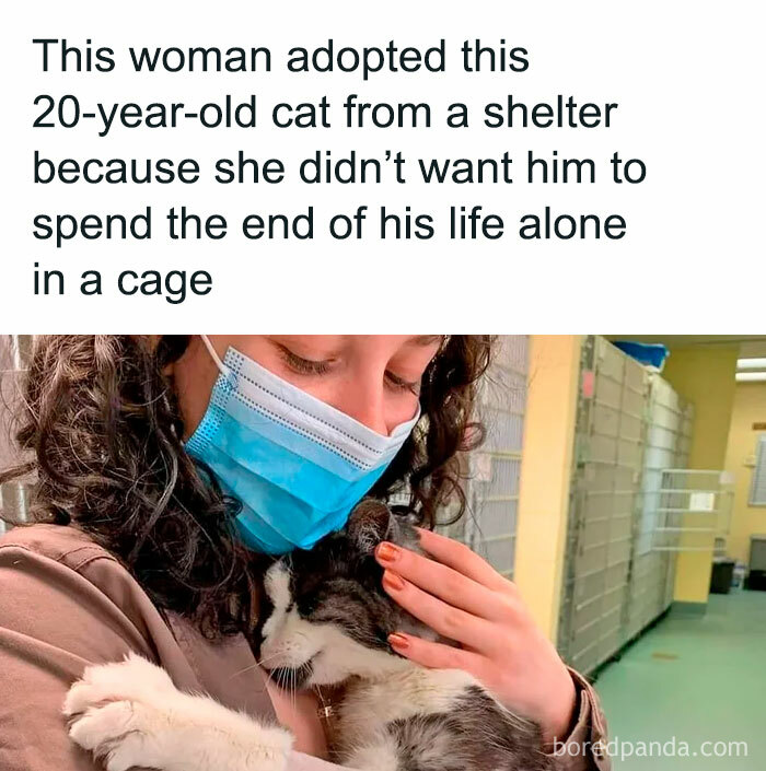 43 times animals were the perfect meme format