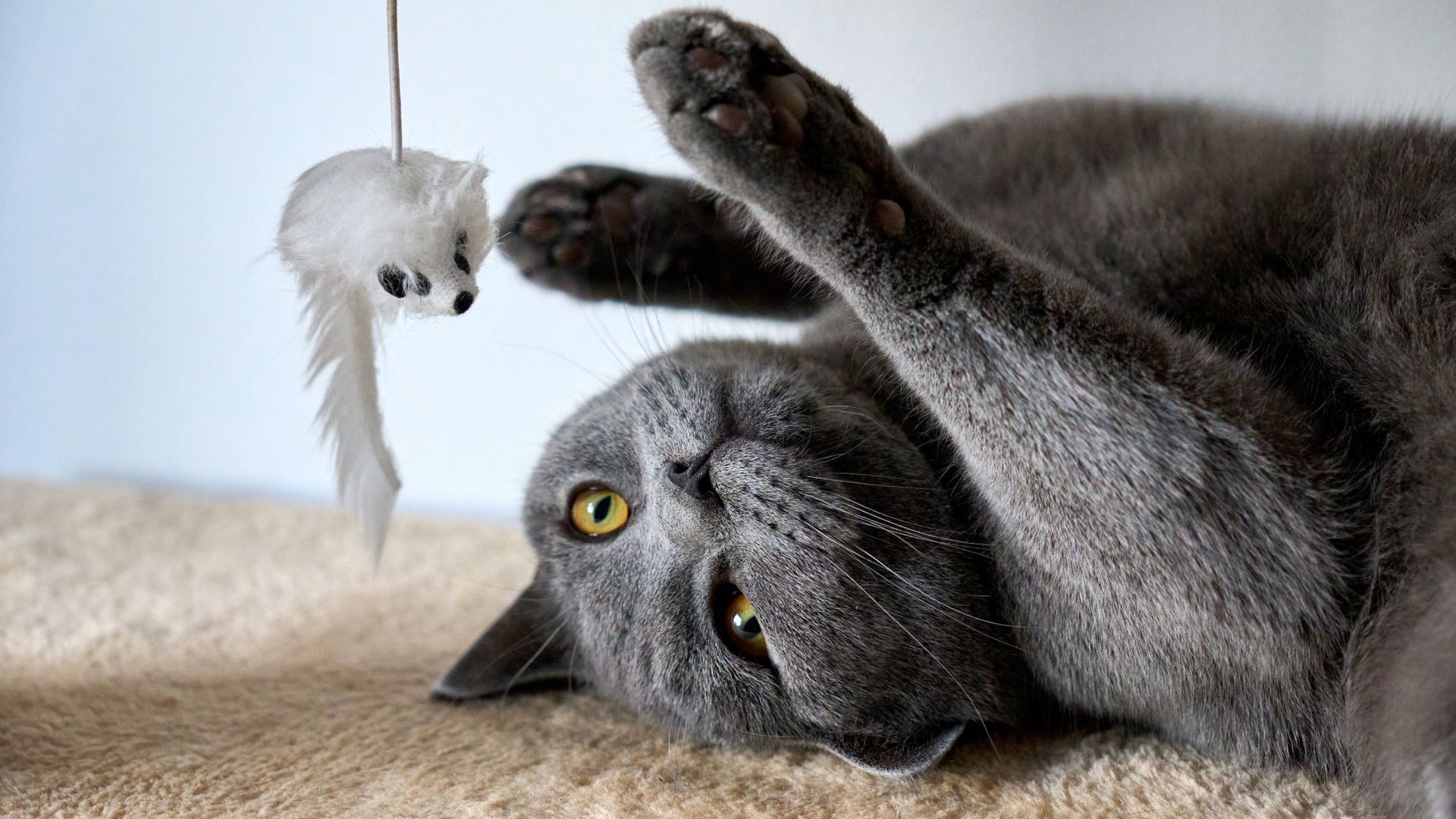 What I wish I knew before getting a cat