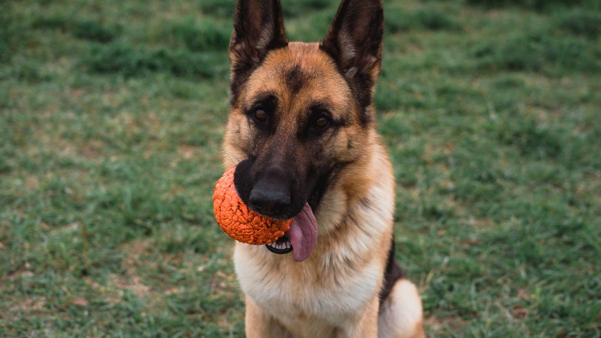 German shepherd 'invents' new toy and proves just how smart the breed is