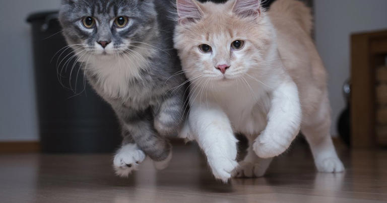 Maneiras de chamar o gato e aumentar as chances de ele aparecer