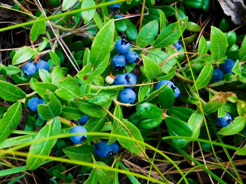 15 types of blueberries and how they differ