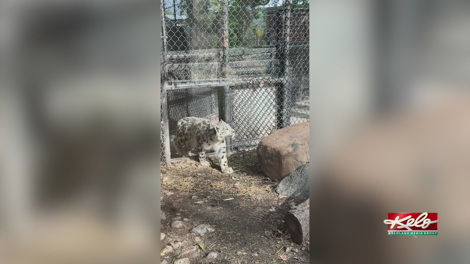 GPZ: Snow leopard cub turns 1 year old