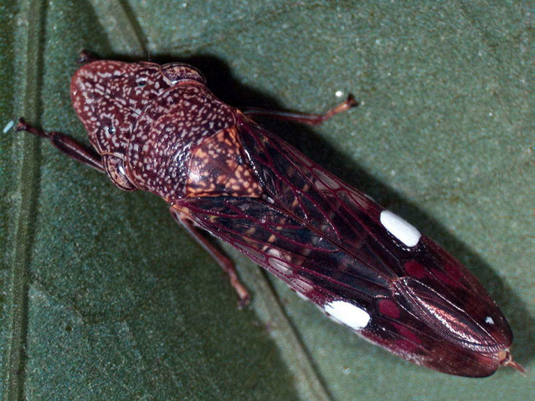 Glassy-winged sharpshooter detected on grapevine plants sold at Costco