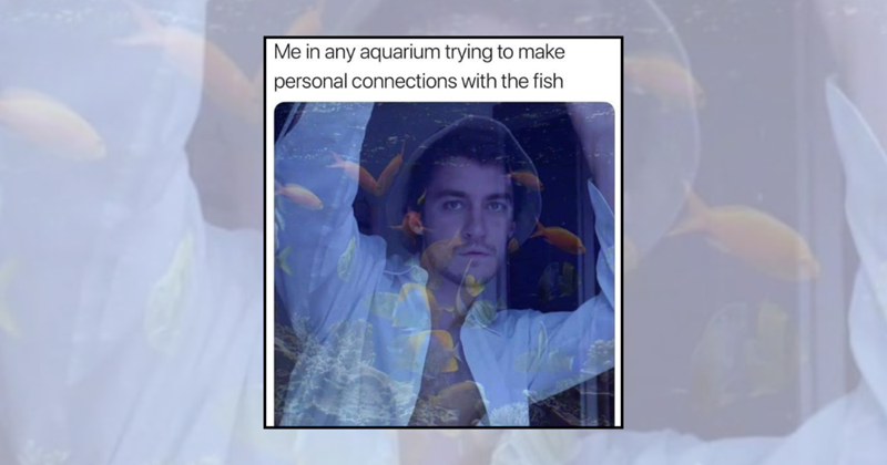 'Blub blub therapy': 21 aquarium memes bubbling therapeutically with ...