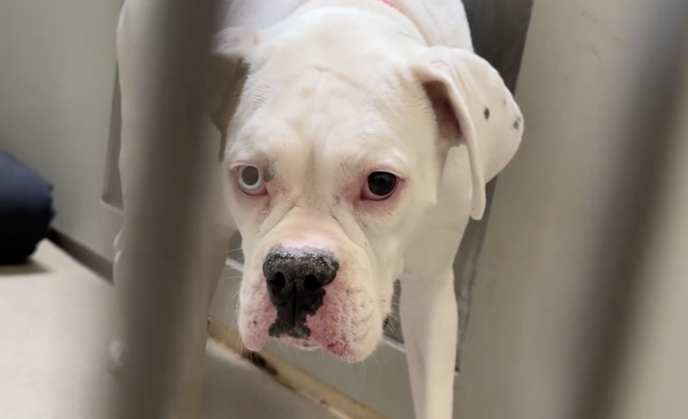 She traveled 1,000 miles to adopt them… then both boxers froze 🥹