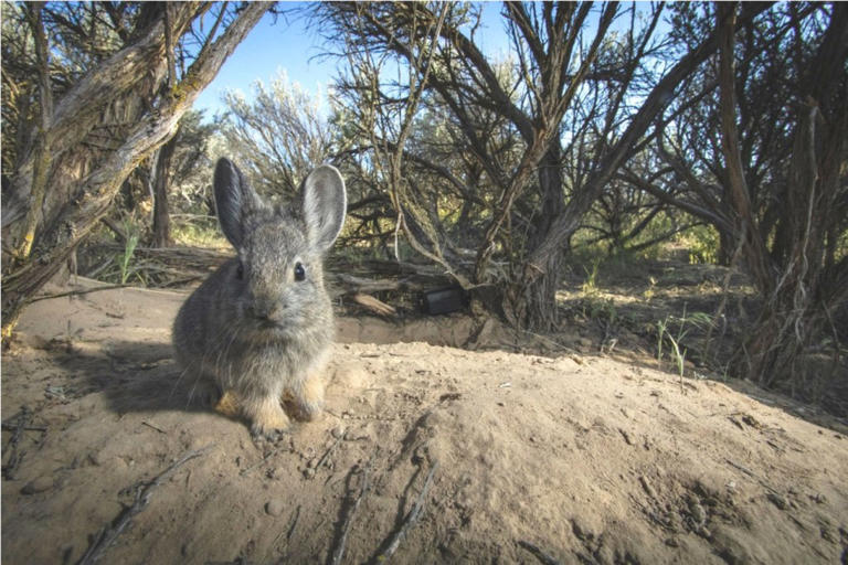 Endangered Species Act protections for pygmy rabbits? Groups sue Trump ...