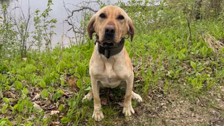 Zebra mussels detecting dog now on patrol for Minnesota DNR