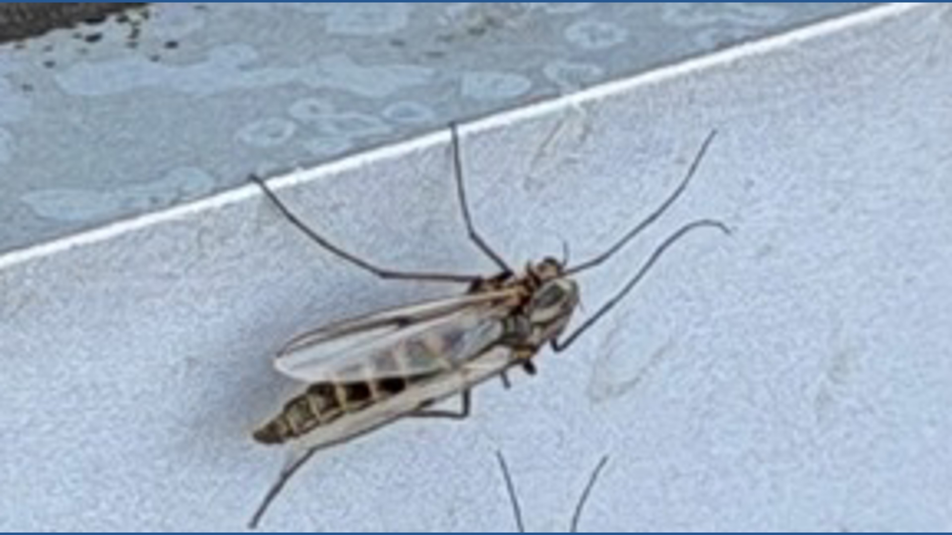 They’re back: Lake Erie’s midges hatch