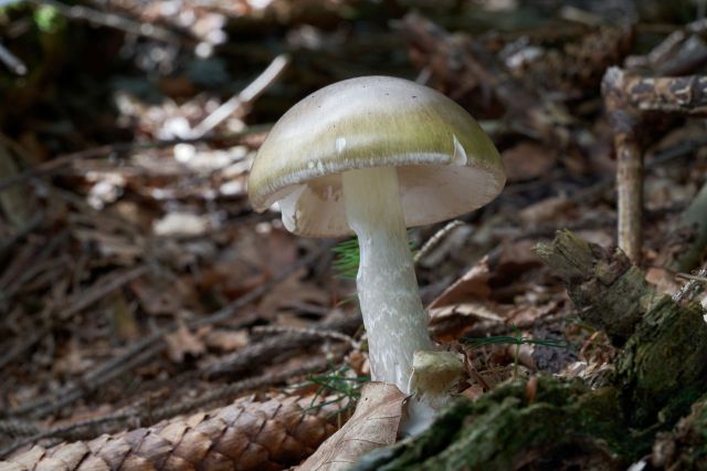 California issues urgent warning as deadly death cap surge triggers ...