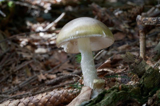 California issues urgent warning as deadly death cap surge triggers ...