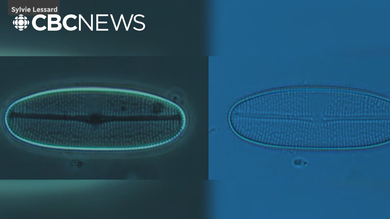 Tiny species, big questions: researchers look to Arctic algae to study ...