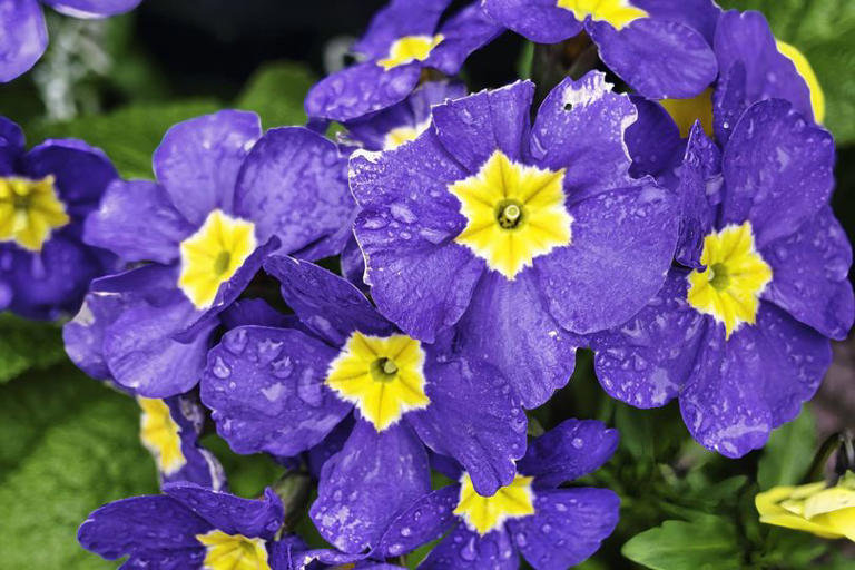 Best time to water your garden in hot weather — and it's not in the evening