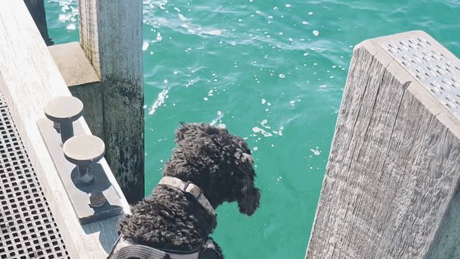 Dog can't hide her excitement as lone little penguin swims near pier