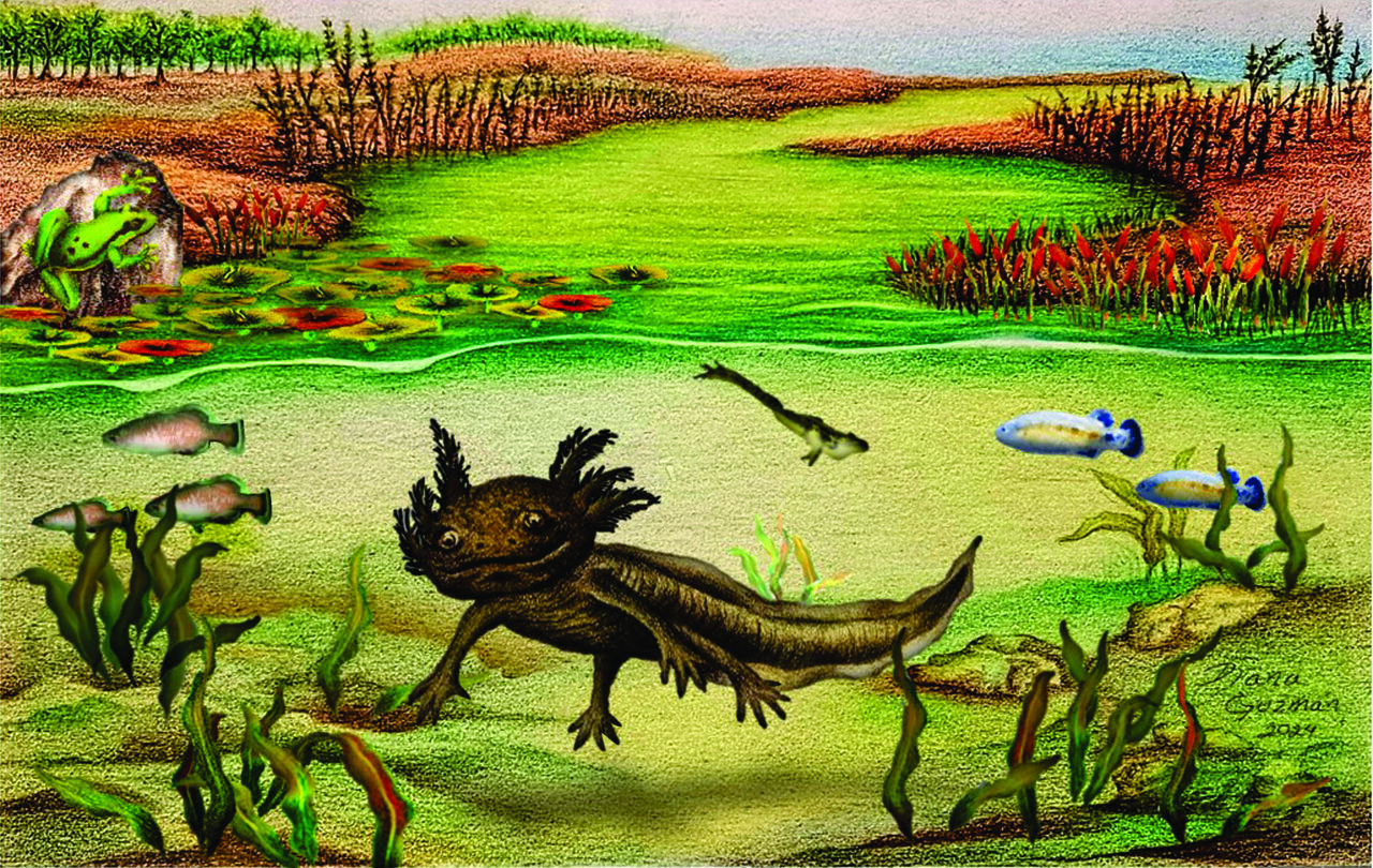 New fossil salamander species related to the famous axolotl is ...