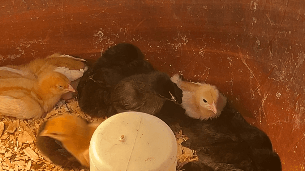 Egg price spike, bird flu fears fuel baby chick boom for Chico feed store