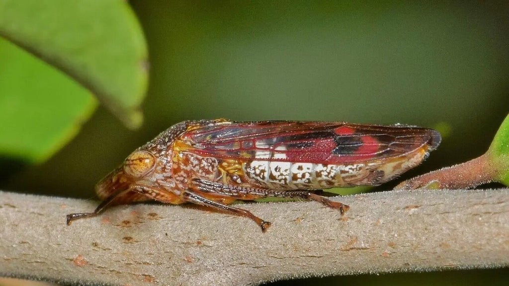 Invasive pest found on Costco plants a threat to California wine ...