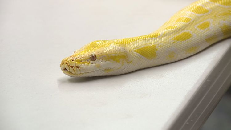 Snake sanctuary schools students on serpents