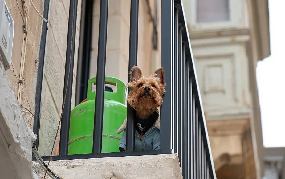 Yorkie care tips every dog parent needs