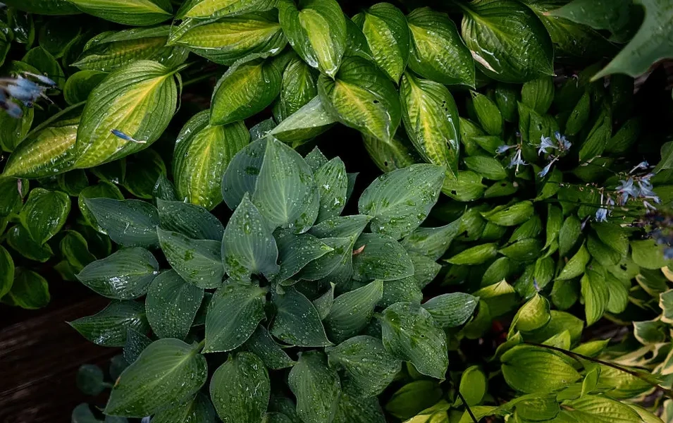 Gardeners embrace vibrant hosta alternatives for shade spaces