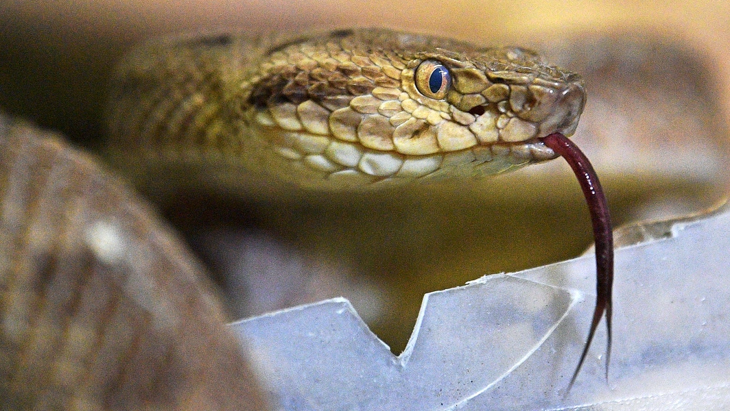 WHO study warns climate change to expand venomous snake ranges