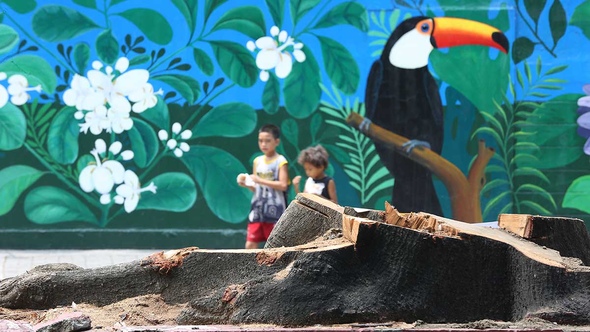 Caritas: Tree cutting direct assault on poor