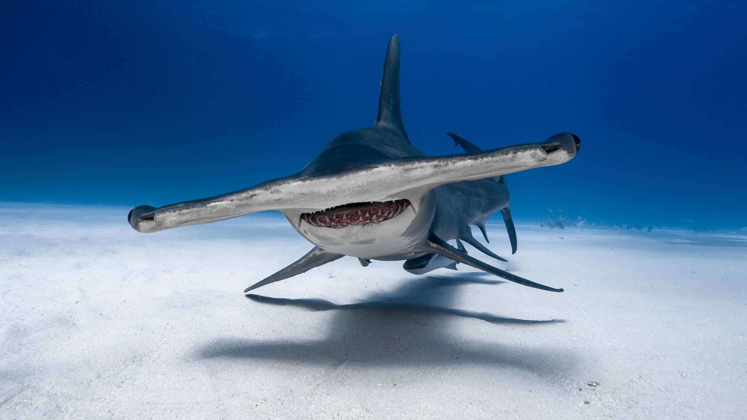 The ancient shark with a fin unlike anything alive today