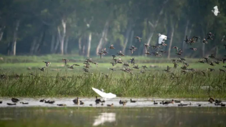 Iowa restores 200 'vanished' lakes to save endangered fish and filter ...