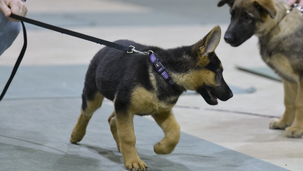 Bernese mountain puppy charms internet with training progress