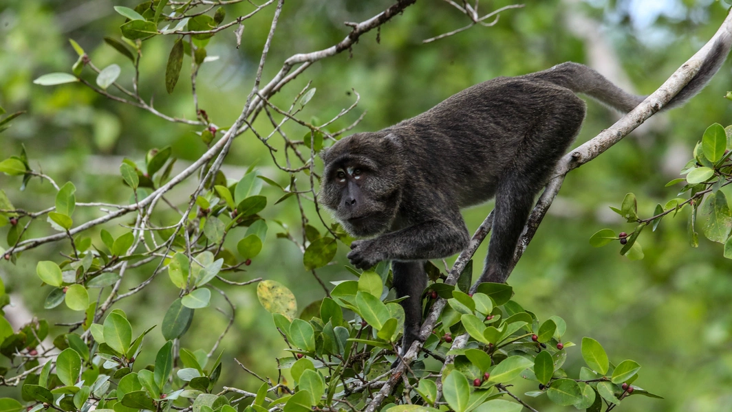 AI meets the wild in primate research