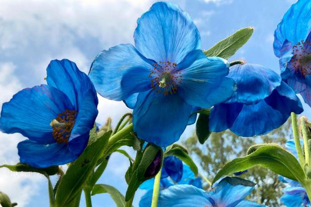 Rare Himalayan blue poppies begin flowering at Yorkshire garden