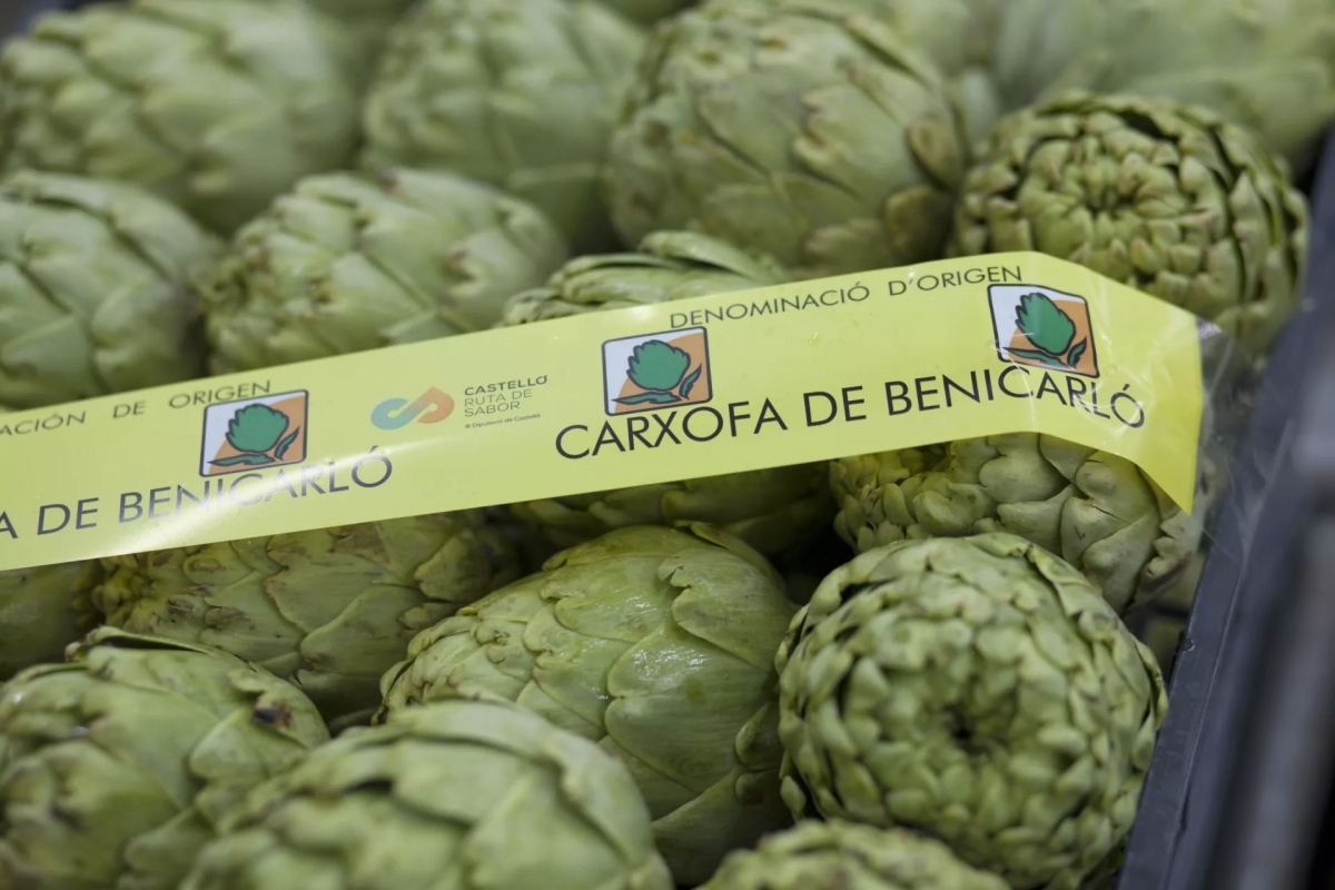 La DOP Alcachofa de Benicarló cierra una campaña a la baja con 510 ...