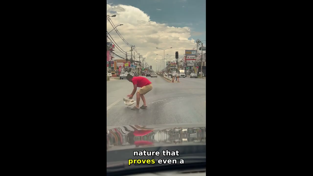 Duck causes traffic jam in Thailand!