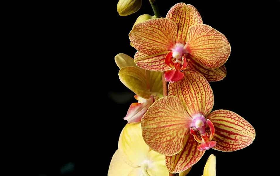 Orchid care tips for thriving blooms