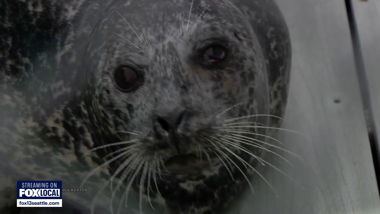 Harbor seal shot in head in Hood Canal dies after recovery