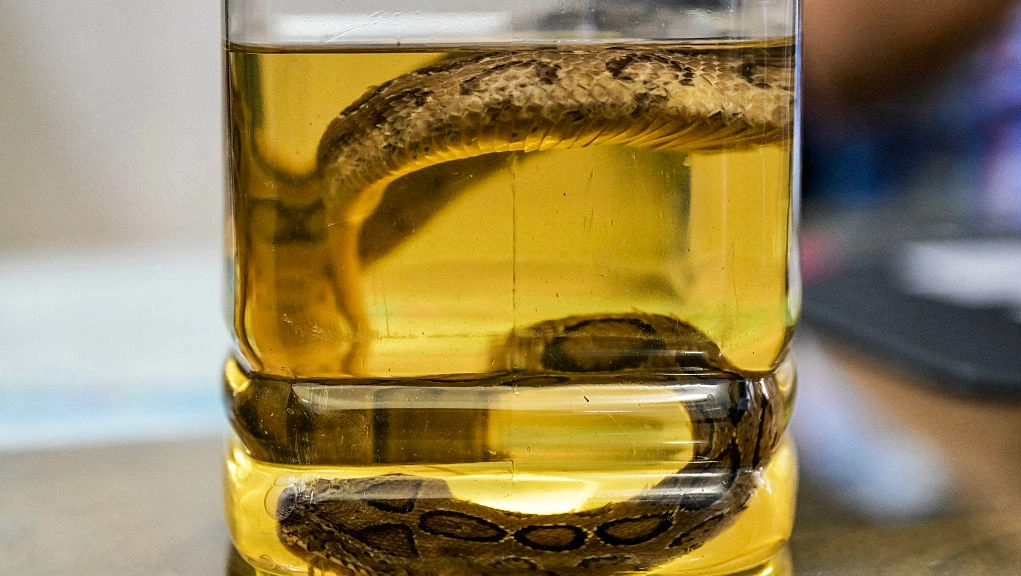 WHO study warns climate change to expand venomous snake ranges