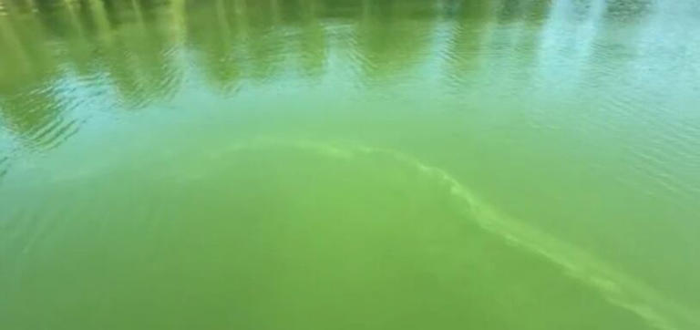 Sleepy Hollow State Park warns of harmful algal bloom