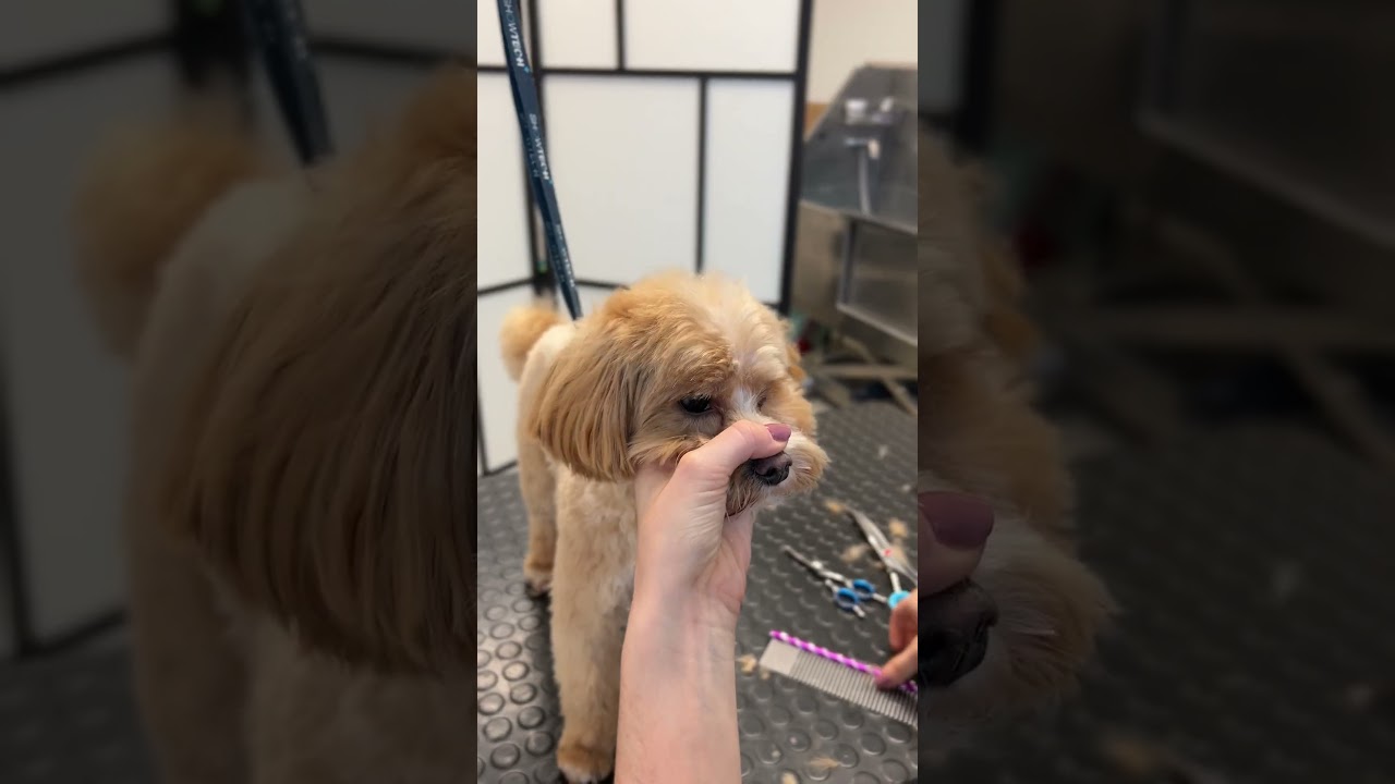 Maltipoo puppy makeover: Step-by-step grooming transformation!