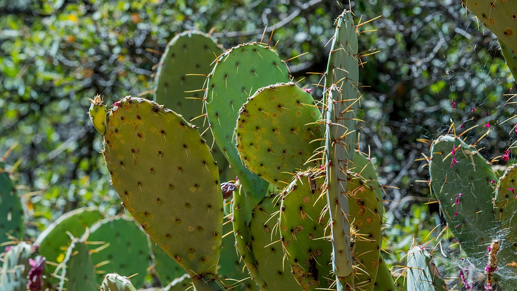 Cactus care tips for thriving plants