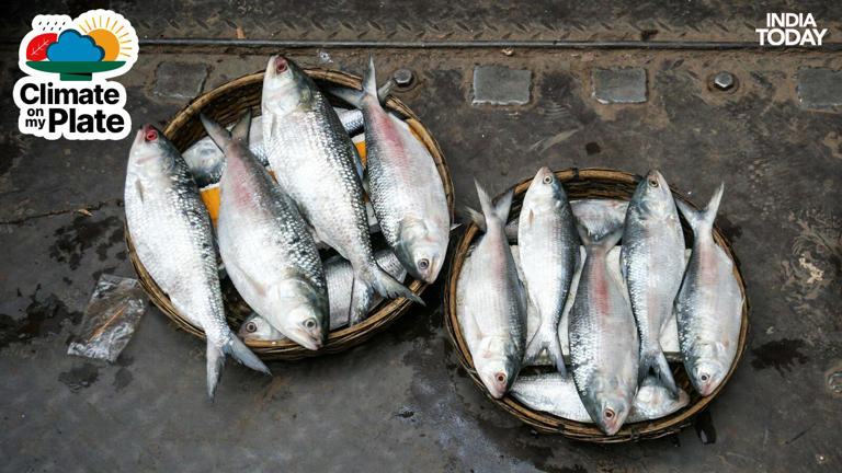 No pomfret, no hilsa: Why India's favourite fish are vanishing from plates